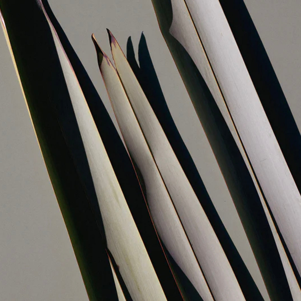 Real World NZ Restore Hand Cream Tube - Harakeke & Blood Orange | Tea Pea