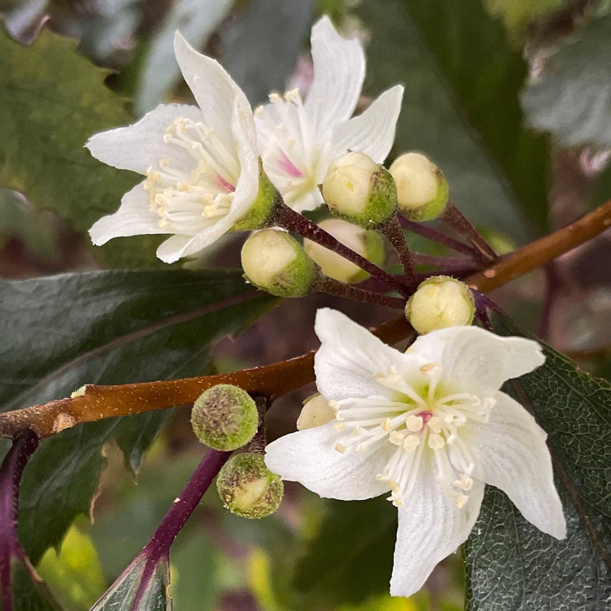 Real World NZ Repair Hand Cream Tube - Hoheria, Pohutukawa & Mandarin ...