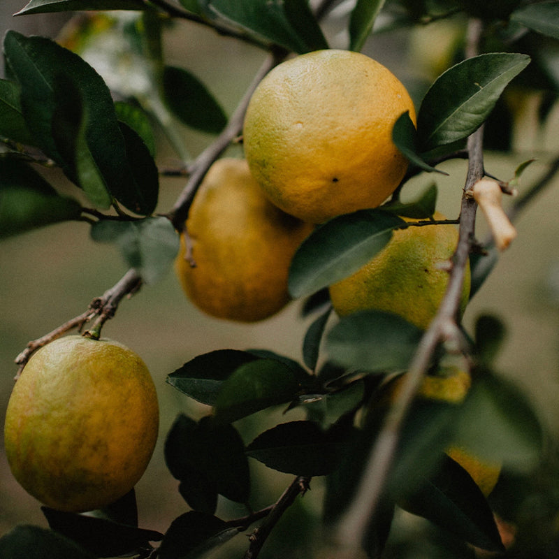 Real World NZ Dishwashing Liquid 1000ml Refill - Koromiko & White Grap ...