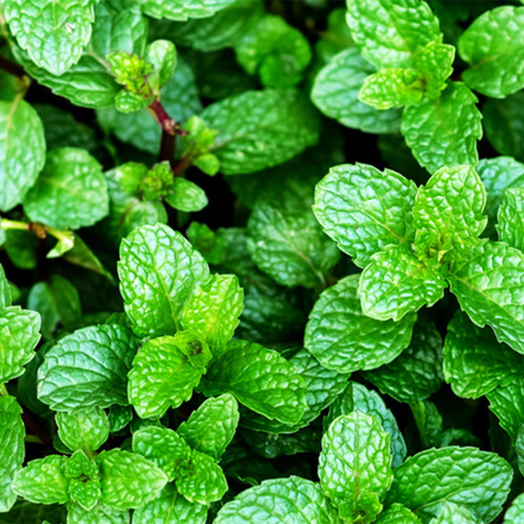 Real World NZ Bath Salts | Tea Pea